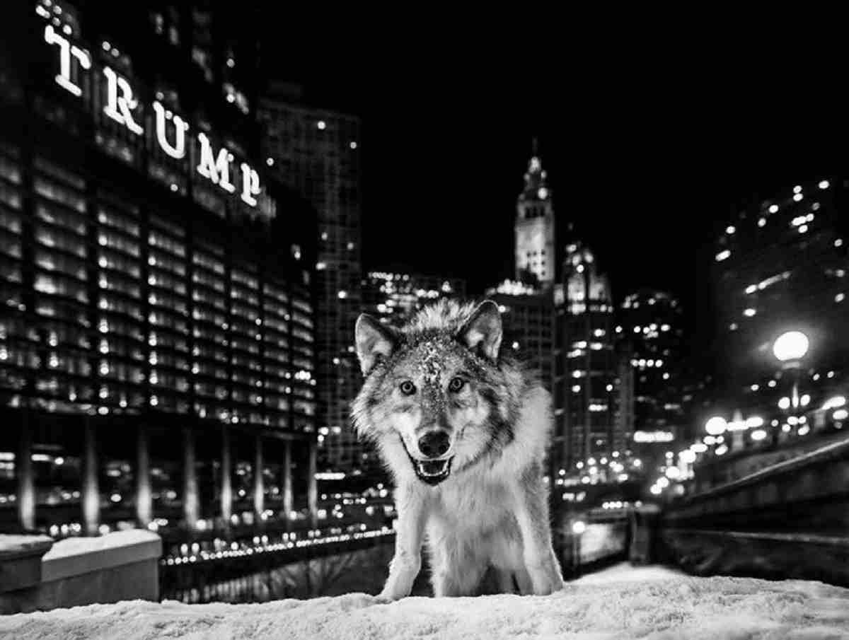 David Yarrow Reveals Stunning Wild Encounters in New Photography ...
